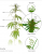 Cannabis anatomy: The parts of the plant – M A N O X B L O G