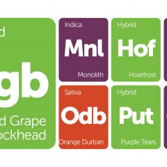 7 Giggly Cannabis Strains for Inducing Laughing Fits | Leafly