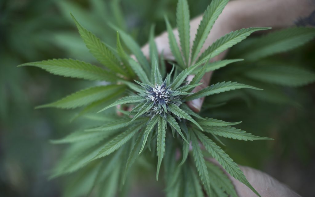 What Is THC Tetrahydrocannabinol Leafly