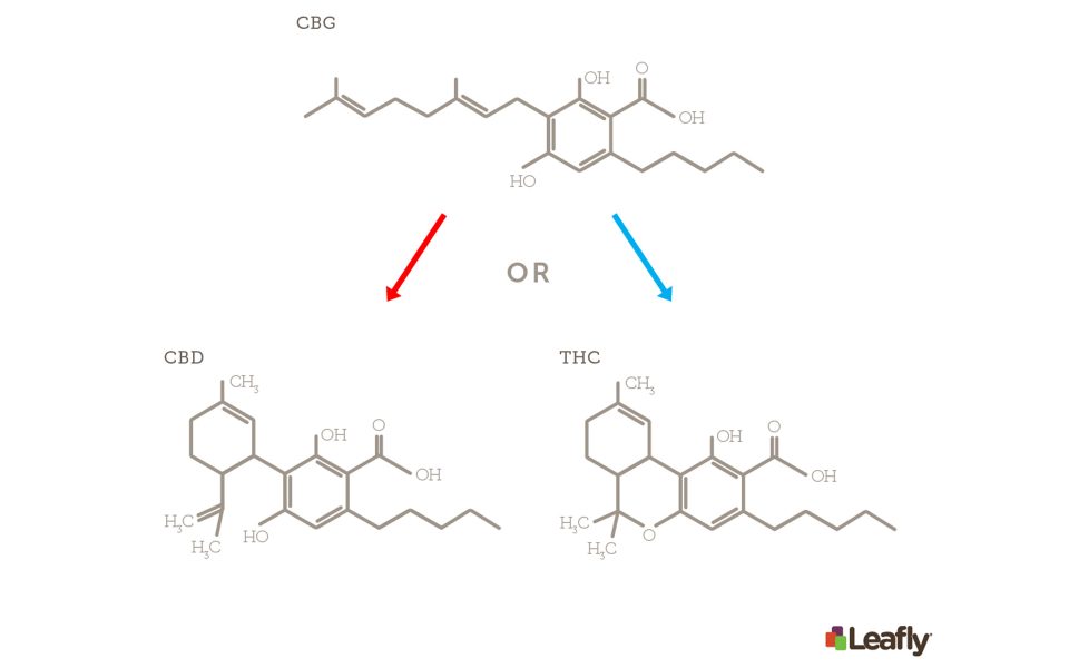 What is CBG and What Are the Benefits of This Cannabinoid? | Leafly