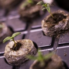 Cannabinoids and the Immune System: Immuno-Cannabinoid Effects | Leafly