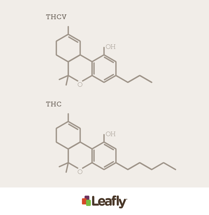 What Is THCV The Marijuana Vape What Is THCV The Marijuana Vape