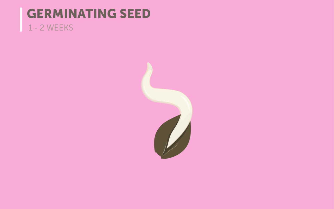 Stages of the Cannabis Plant Growth Cycle - Cannabis Magazine Online