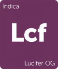 New Strains Alert: American Beauty, River Song, Lucifer OG, and More ...