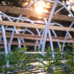 How to Increase Production of Ripe Trichomes on Cannabis | Leafly