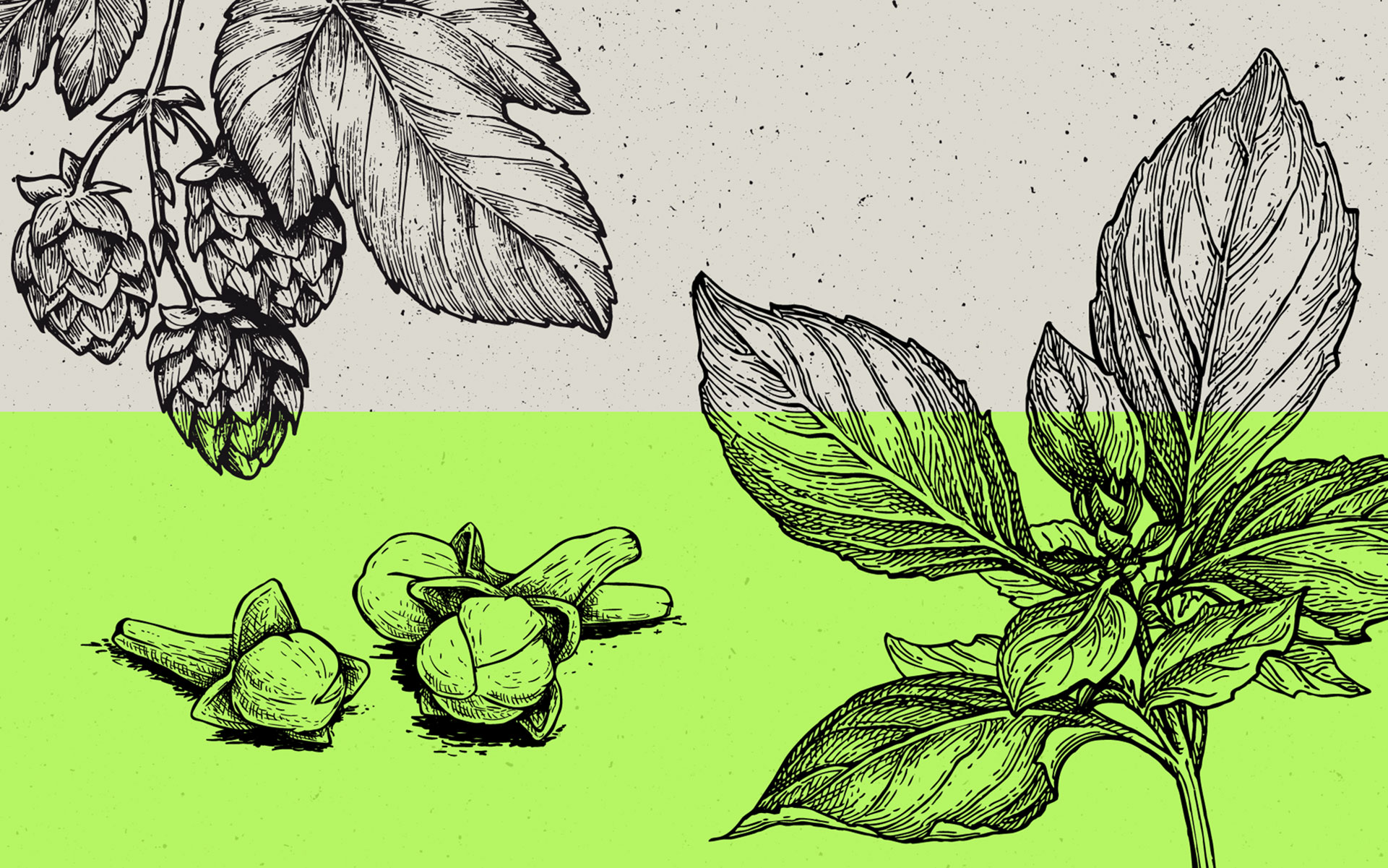 What Is Humulene and What Does This Cannabis Terpene Do? | Leafly