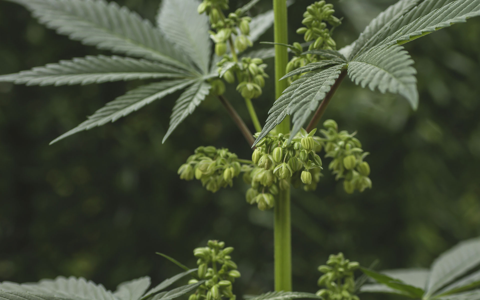 Troubleshooting Common Mistakes In Marijuana Growing Leafly